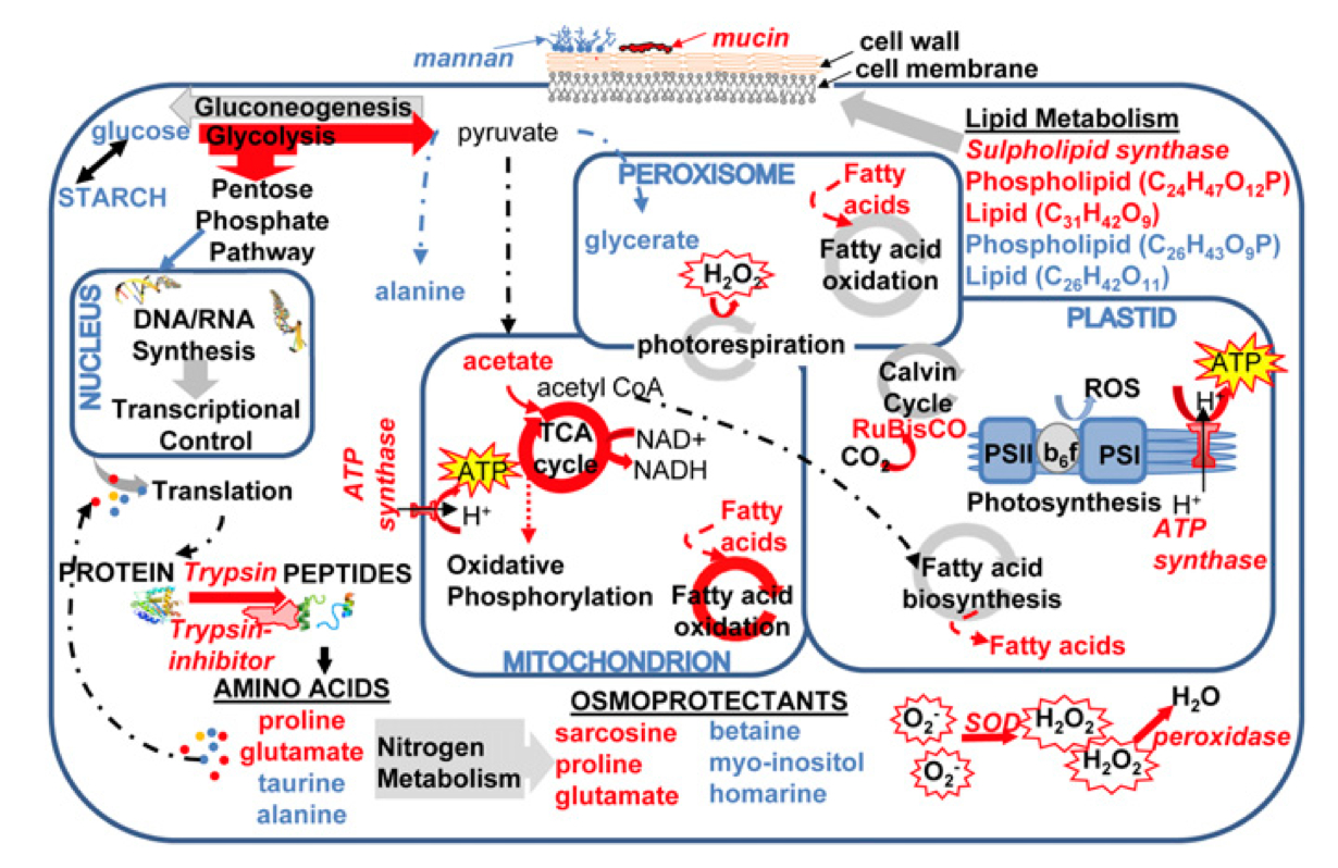Red Tide Competition and Metabolomics - Kubanek Group